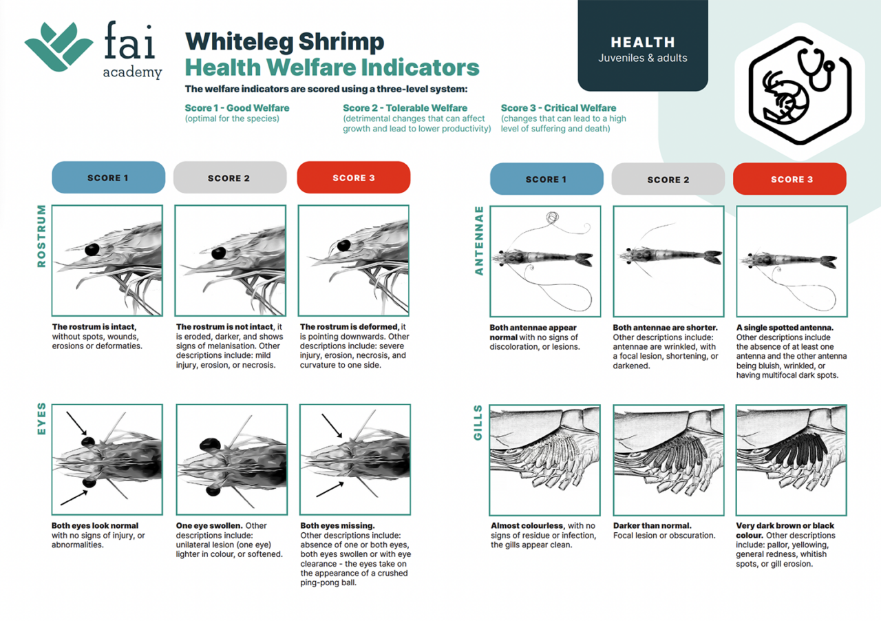 What do farmed fish and shrimp need to thrive? Start with the basics ...