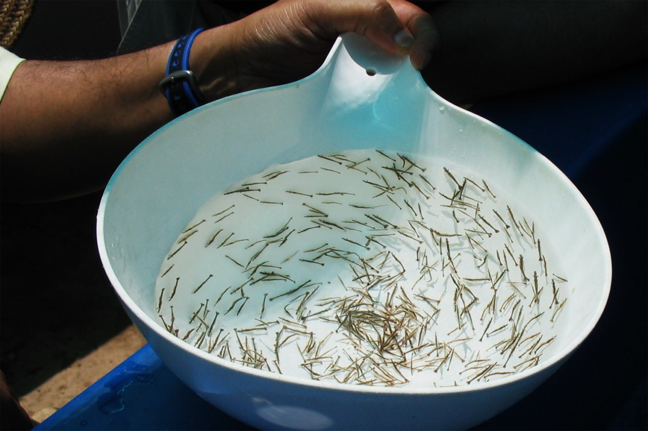 Solid-state fermentation converts rice bran into a high-protein feed ...