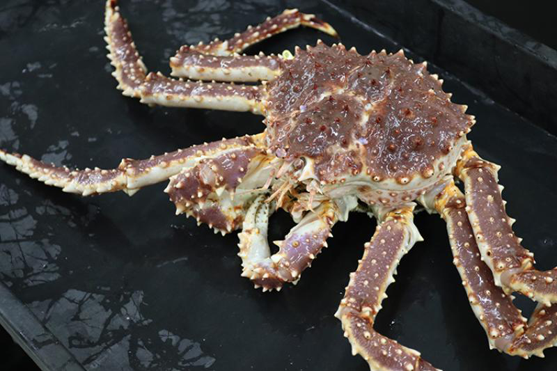 Red King Crabs