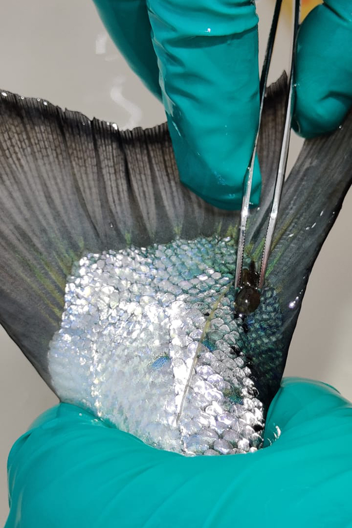 From apps to traps, these innovations offer hope in the battle against ...