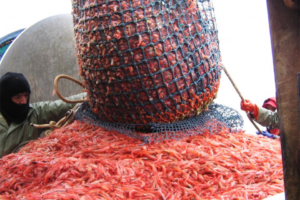 Attractants: The basics - Responsible Seafood Advocate