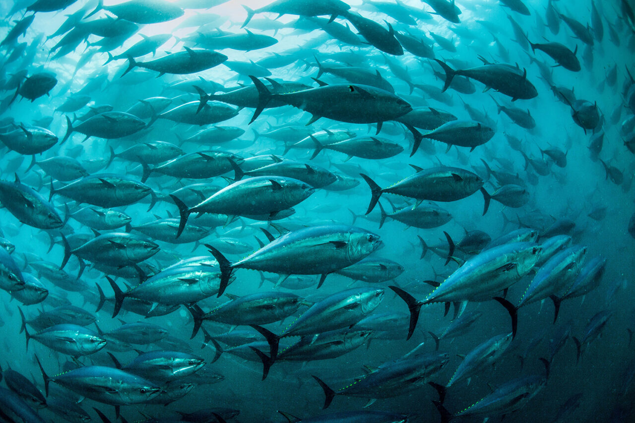 Recovery signs for Pacific bluefin tuna have fishers and farmers ...