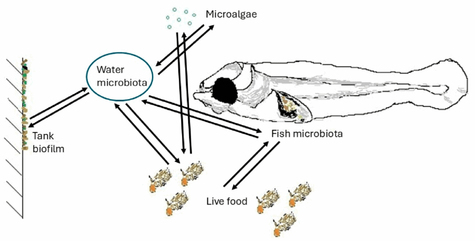 Microbial interactions with cultured marine fish larvae - Responsible ...
