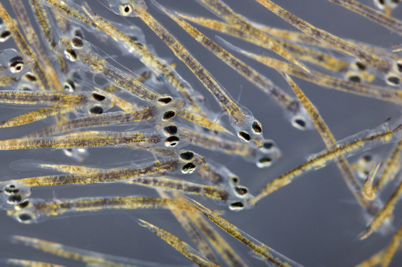 Microbial interactions with cultured marine fish larvae - Responsible ...