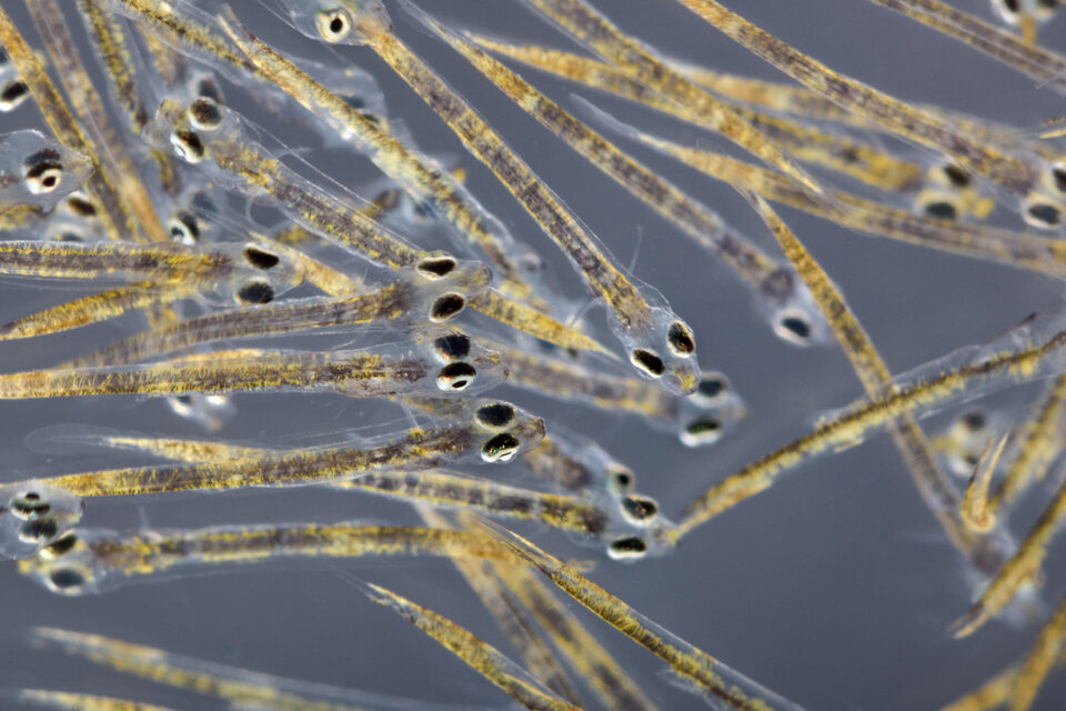 Microbial interactions with cultured marine fish larvae - Responsible ...