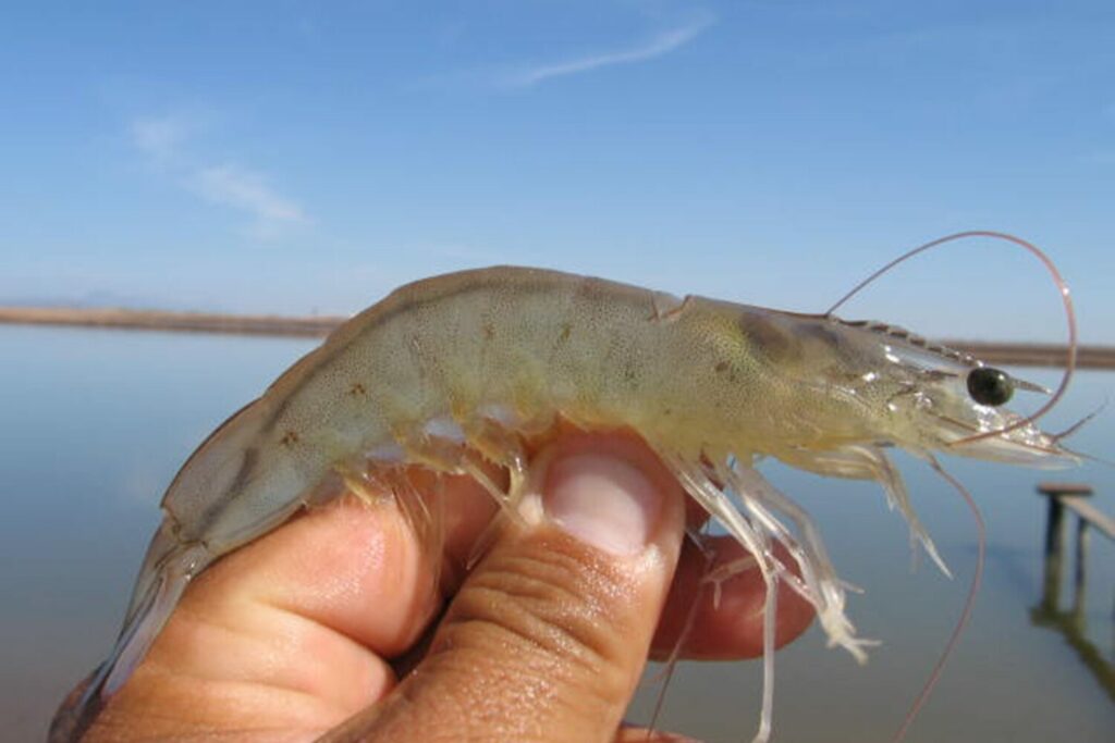 Revolutionizing pondside molecular diagnostic testing for aquaculture ...