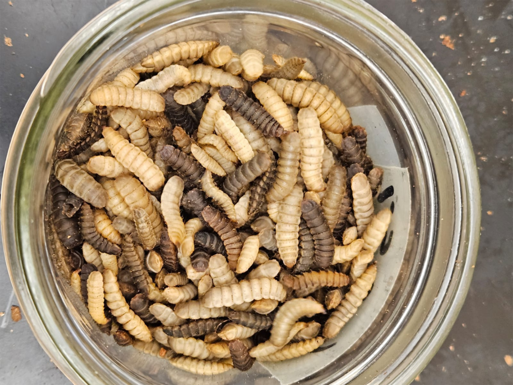 Research proposes full-fat black soldier fly larvae meal as a ...