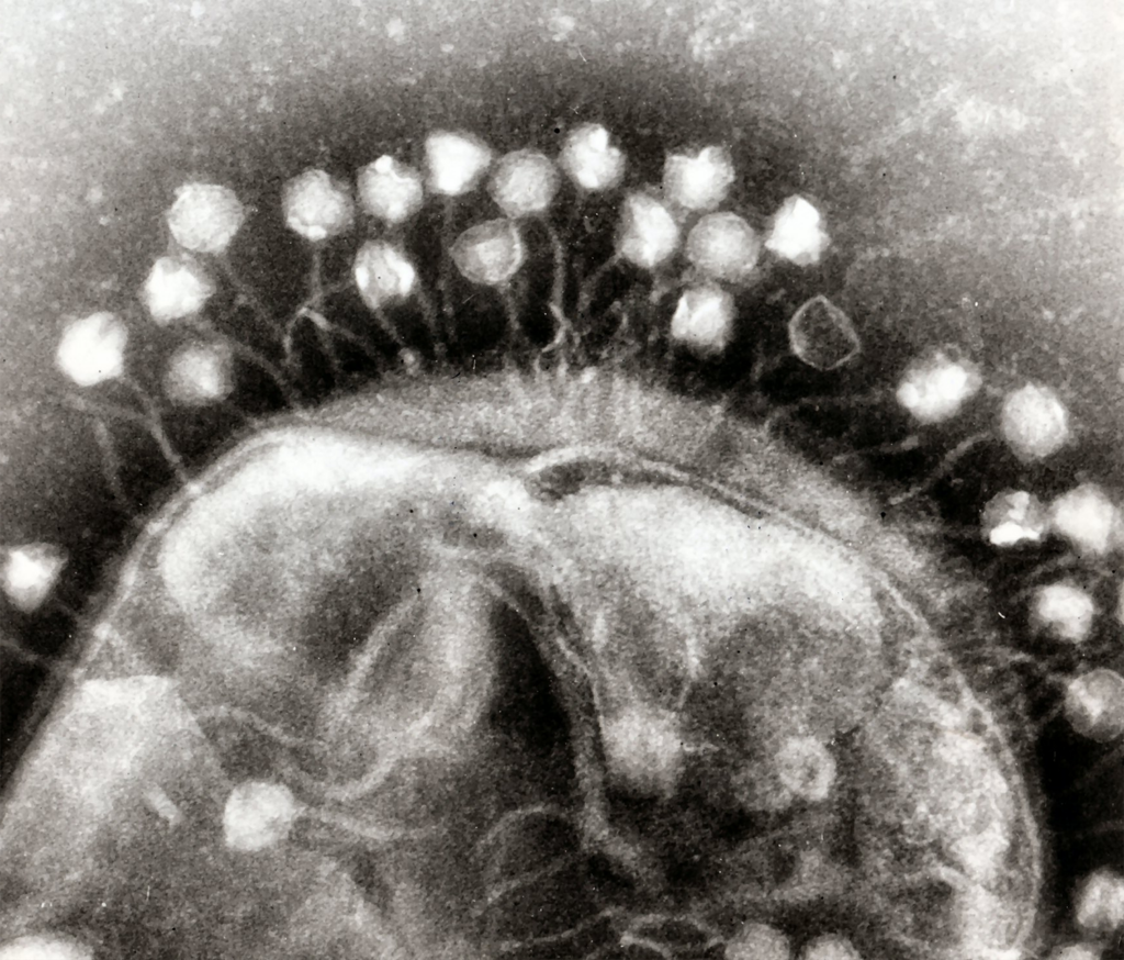 Revisión de la terapia con bacteriófagos en acuacultura - Responsible ...