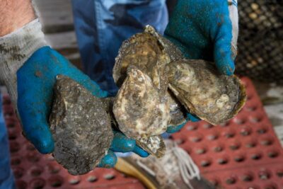 Sustainable mollusk farming project aims to boost food security in Asia ...