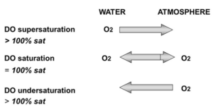 The impact of water quality on health and performance of farmed fish ...