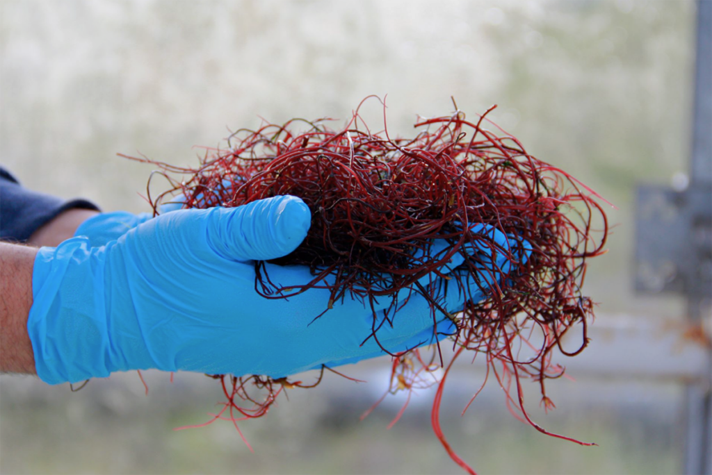 Dutch engineer's land-based seaweed farm gives new meaning to ...