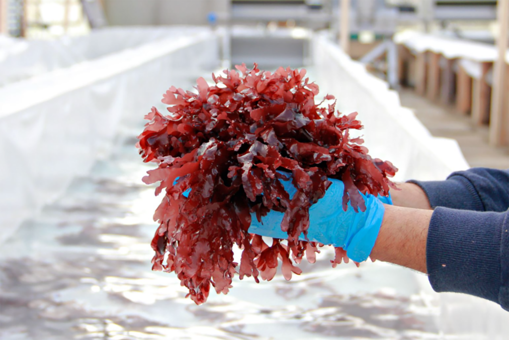 Dutch engineer's land-based seaweed farm gives new meaning to ...