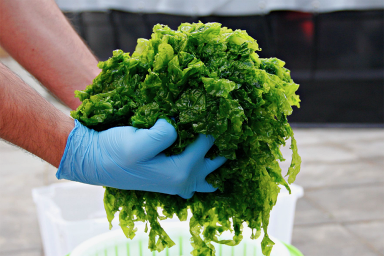 Dutch engineer's land-based seaweed farm gives new meaning to ...