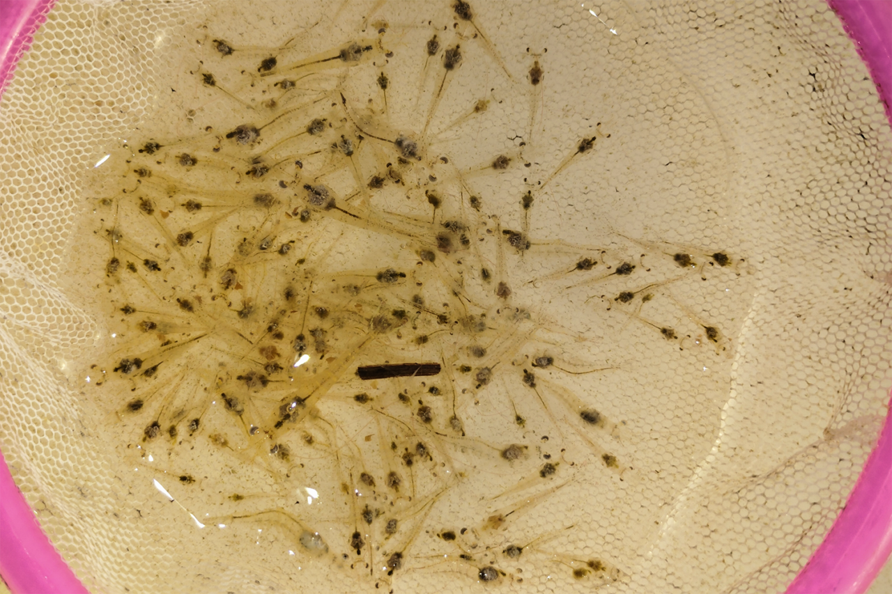 Effective antioxidant and antimicrobial feed additives for juvenile ...