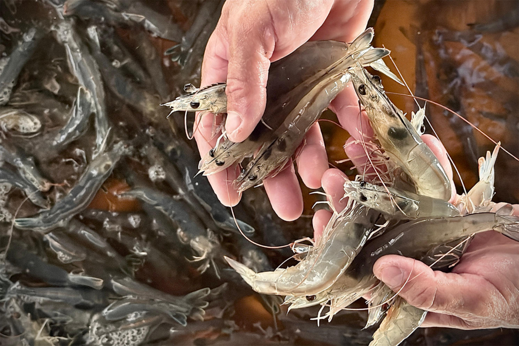 Evaluating the effects of stocking densities on Pacific white shrimp in ...