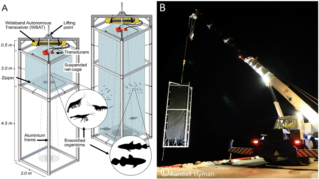 Using broadband hydroacoustics to identify Atlantic cod, polar cod and ...