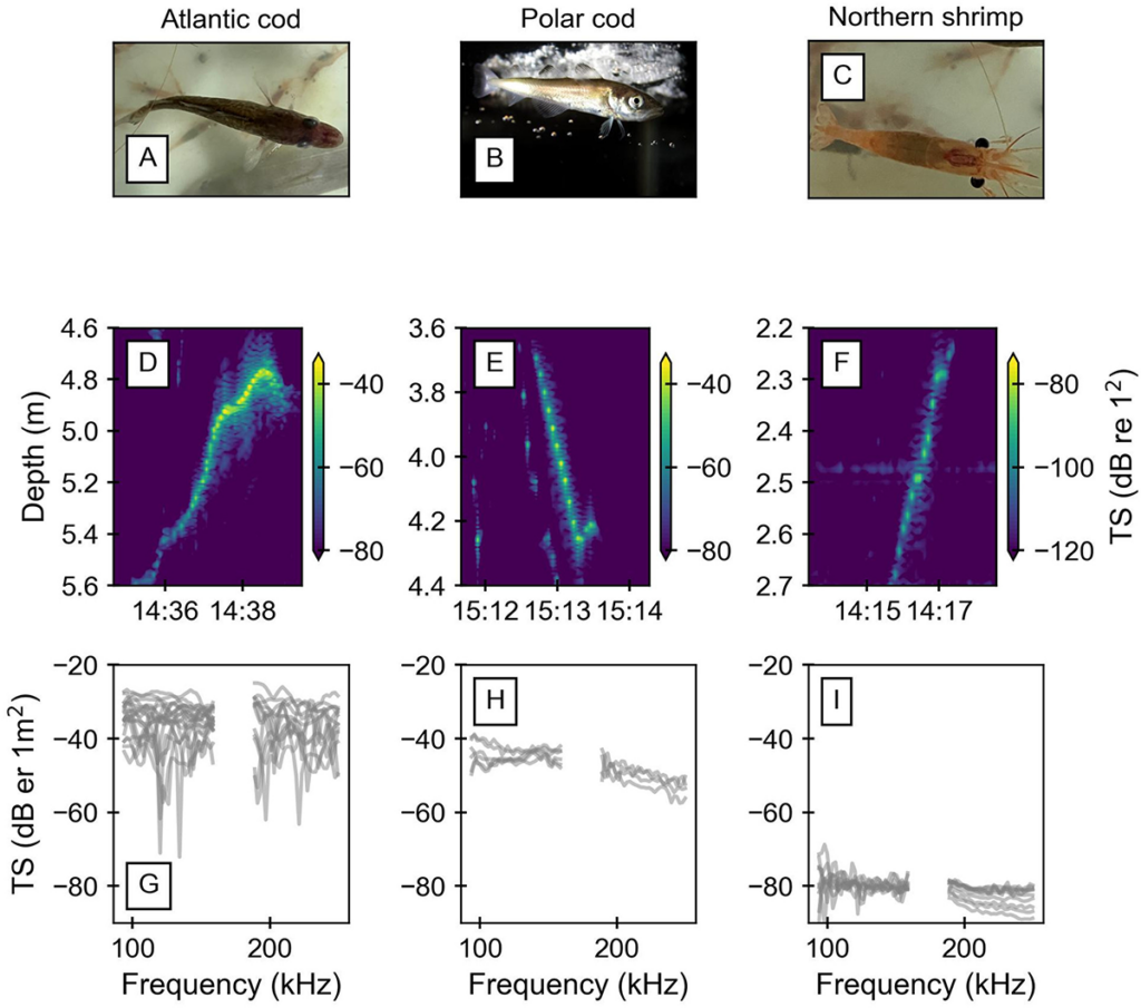Using broadband hydroacoustics to identify Atlantic cod, polar cod and ...