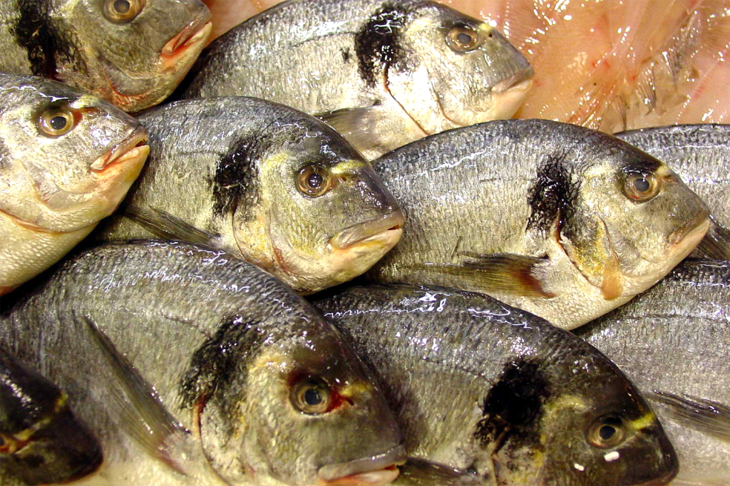 Effects of partial replacement of fishmeal with BSFL meal in gilthead ...