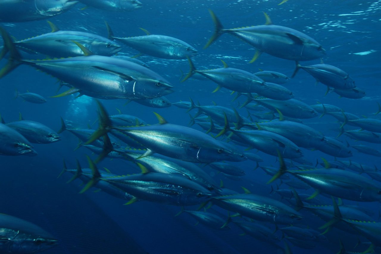 Using environmental DNA metabarcoding to identify and monitor pelagic ...