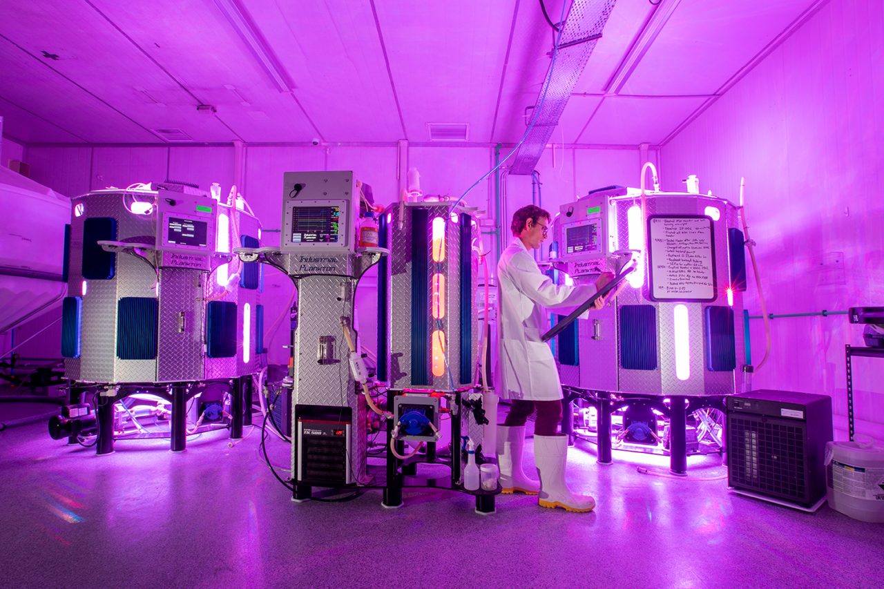 From poison to pain reliever: New Zealand scientists farm toxic ...