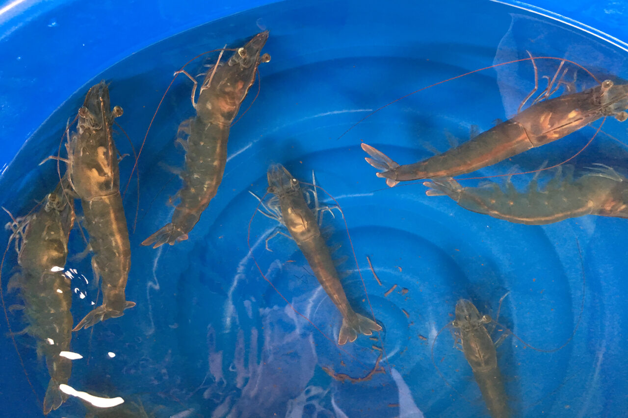 Catch & Culture Review: Are genetic correlations to spawning traits of ...