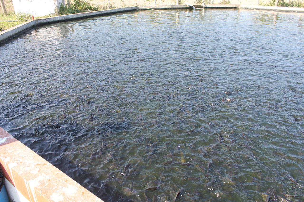 Catch & Culture Review: Are genetic correlations to spawning traits of ...