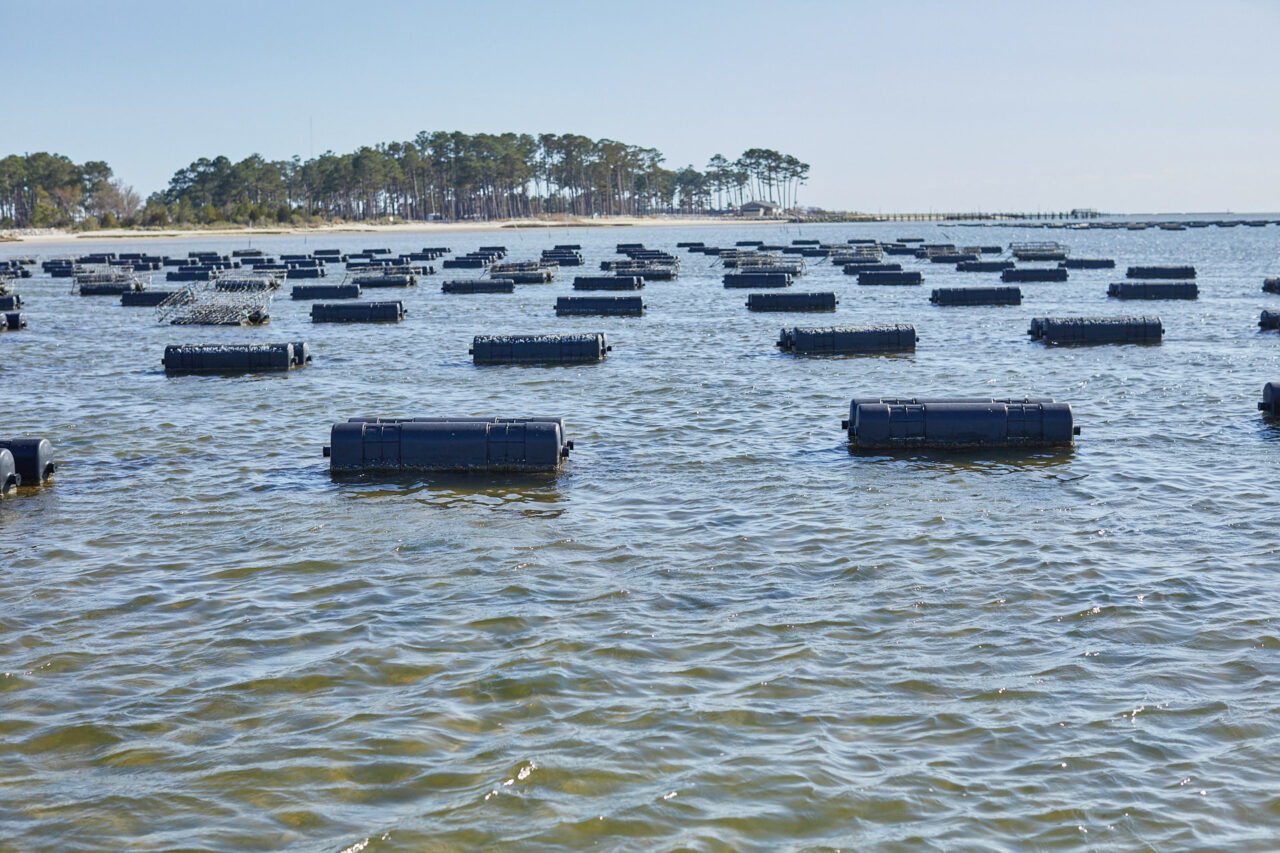 BAP Spotlight Story: Cherrystone Aqua-Farms - Global Seafood Alliance