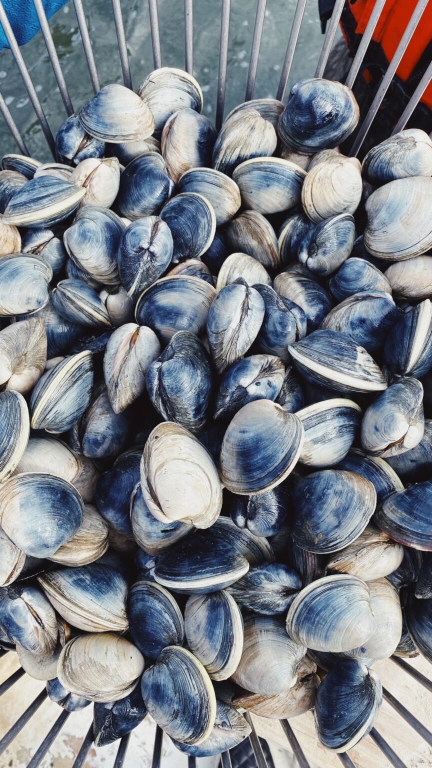 BAP Spotlight Story: Cherrystone Aqua-Farms - Global Seafood Alliance